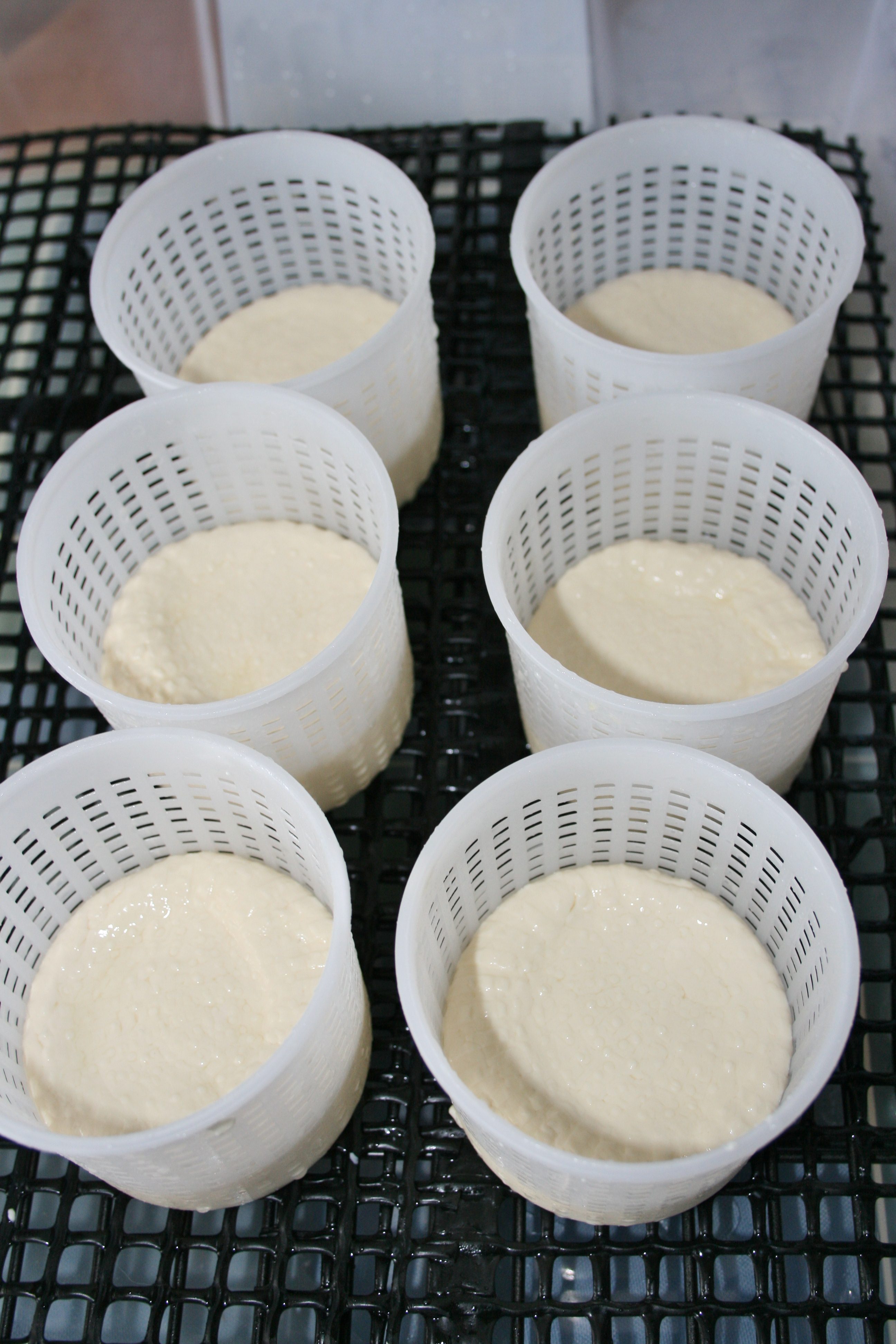 The Little Baby Cheeses…… | DemeterG.com